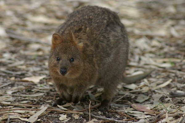 26 Adorable Pictures Of The Quokka, The Happiest Animal On Earth