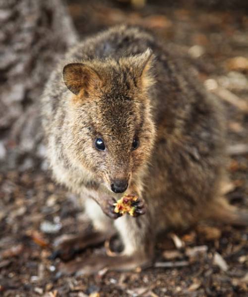 26 Adorable Pictures Of The Quokka, The Happiest Animal On Earth