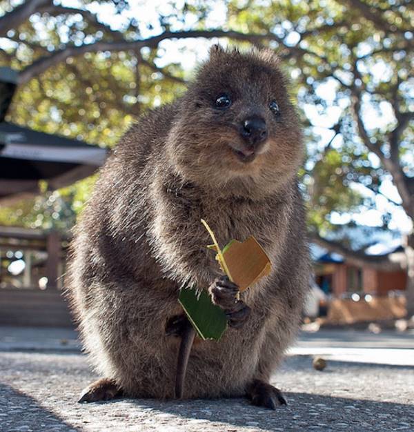 26 Adorable Pictures Of The Quokka, The Happiest Animal On Earth
