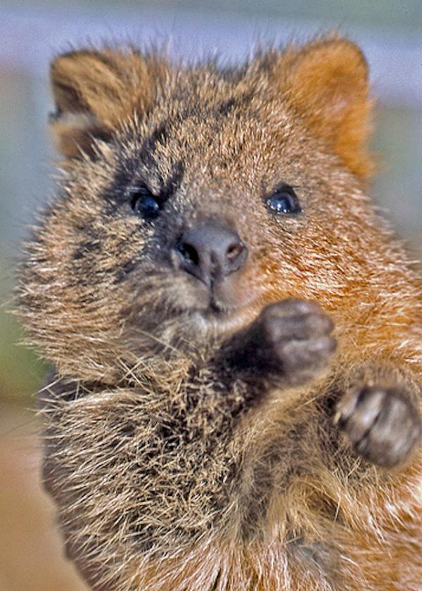 26 Adorable Pictures Of The Quokka, The Happiest Animal On Earth