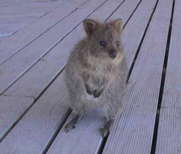 26 Adorable Pictures Of The Quokka, The Happiest Animal On Earth